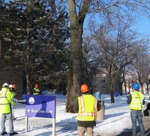 ISA Tree Risk Assessment Qualification (TRAQ) - Full Course » WAA-ISA