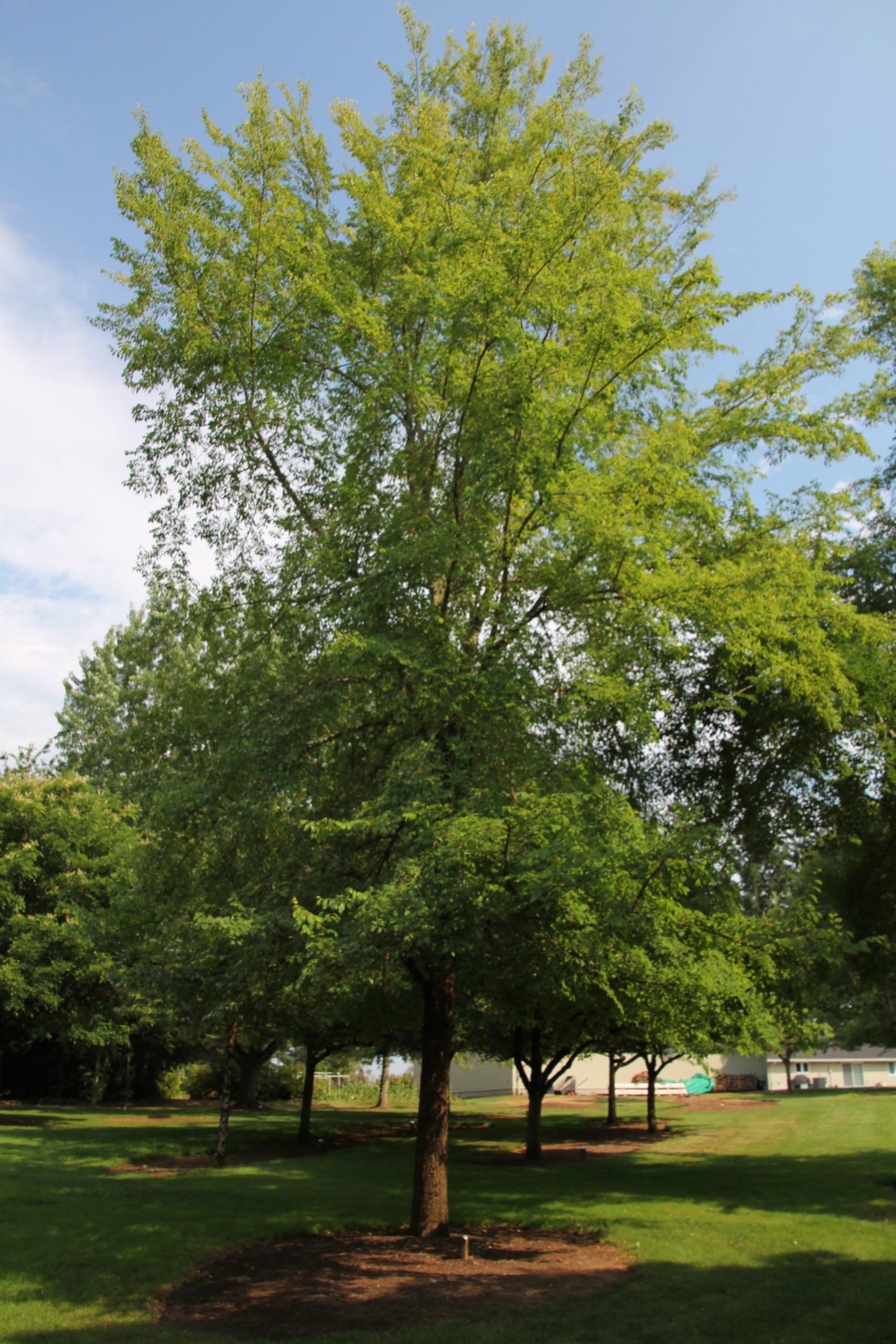 Dutch Elm Disease (DED) Resistant Elm Species and Cultivars » WAA-ISA