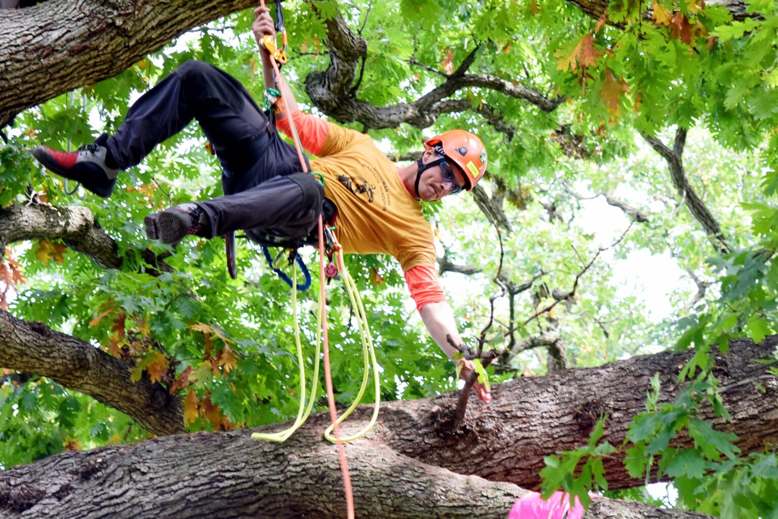 2019 Tree Climbing Competition Recap » WAA-ISA