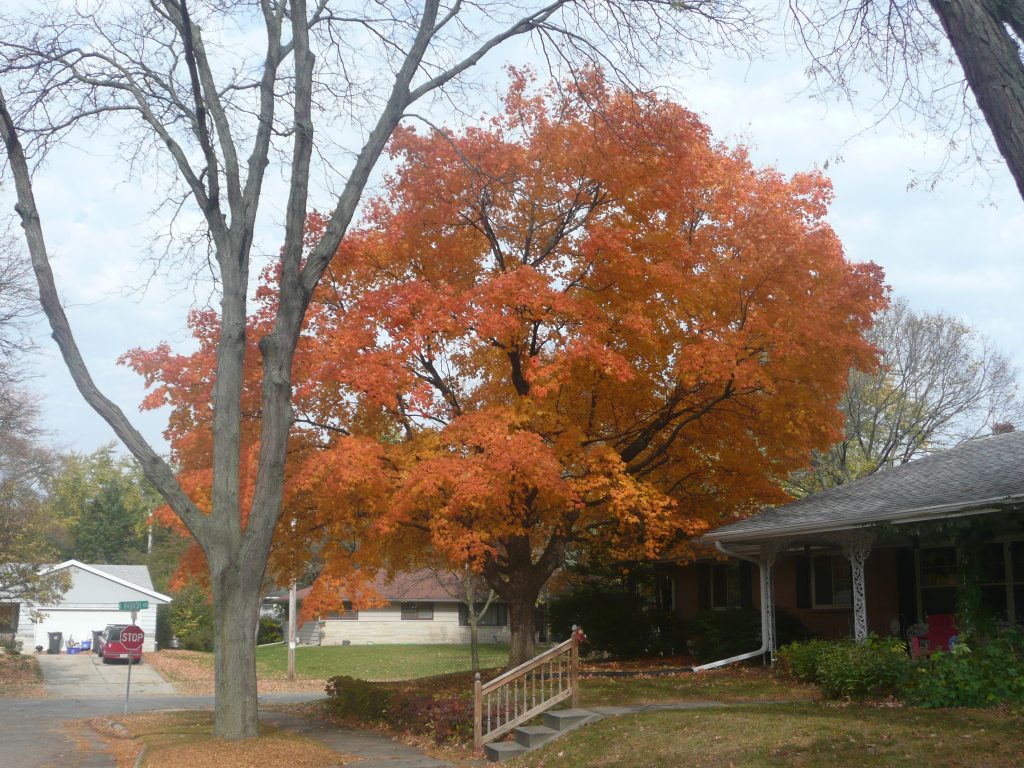Welcome to the Wisconsin Arborist Association » WAA-ISA